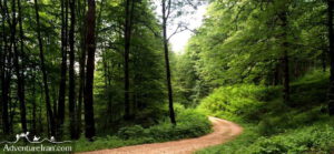 Hyrcanian Forests - ADVENTURE IRAN Official Website - Iranian Tour ...