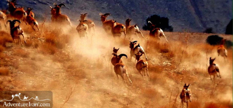 Tehran National Parks - ADVENTURE IRAN Official Website - Iranian Tour ...